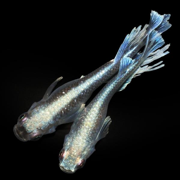 メーカー：?■0〜30 sfset　_aqua　Ｏｒｙｚｉａｓ　ｌａｔｉｐｅｓ　ｖａｒ．　ビオトープにおすすめの生体　熱帯魚　エビ他　日本産メダカ　改良品種　幹之メダカ　マリアージュ　キッシング　グアニン　垂水　ワイドフィン　フロマージュ　...