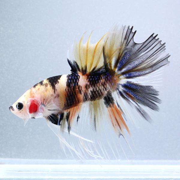 メーカー：(1)■25〜30 PF_SPQ　kodawari1ten　熱帯魚・エビ他　ベタ・グラミー・アナバス　改良ベタ　プラガット　Ｂｅｔｔａ　ｓｐｌｅｎｄｅｎｓ　ｖａｒ．　ベタ　20260220　YS　y26m02