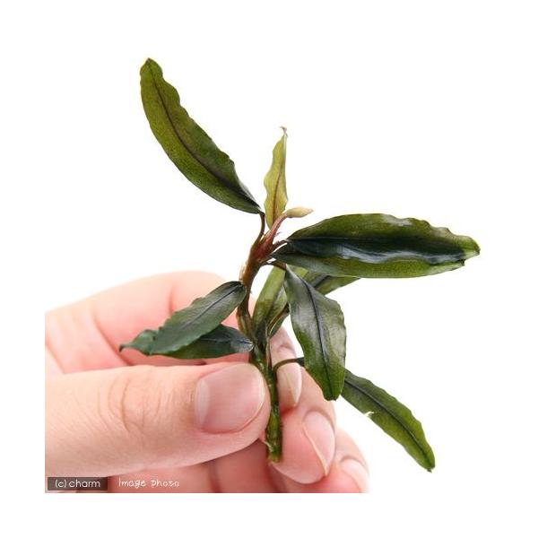 PF_SPQ　水草　ワイルド便　ブセファランドラsp　クアラクアヤン　陰性水草　低光量　kualakuayan　Type1　ブケファランドラ　ブセ　Bucephalandra　サトイモ科　Araceae　ブセファランドラ属　ボルネオ　ボルネ...