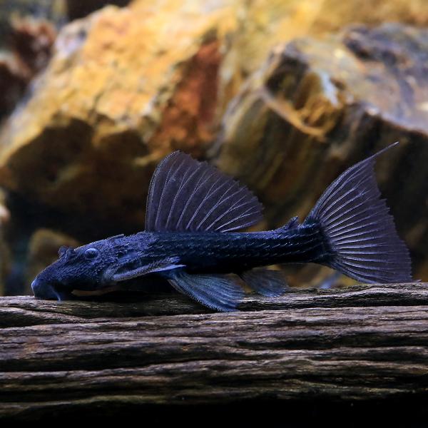 PF_SPQ　_aqua　sfset　熱帯魚・エビ他　プレコトリム・マグナム系　ブジャリブラック・トリム　Sサイズ　１匹　Ｐｓｅｕｄａｃａｔｈｉｃｕｓ　ｓｐ．　20260312　YK　ｙ26ｍ03