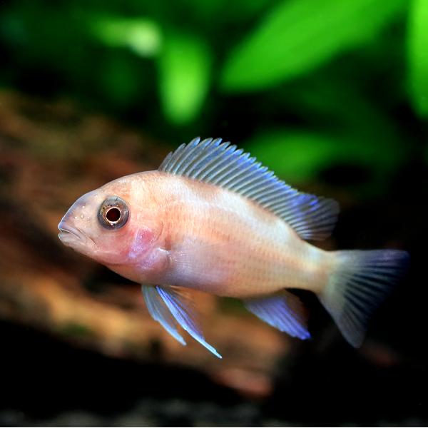 PF_SPQ　fish_database　_aqua　sfset　熱帯魚・エビ他　シクリッド　種類で選ぶ　アフリカンシクリッド　キフォティラピアギベローサ　フロントーサ　Ｃｙｐｈｏｔｉｌａｐｉａ　ｇｉｂｂｅｒｏｓａ　ｖａｒ．　ｒｅｄ　ｗｉｄ...