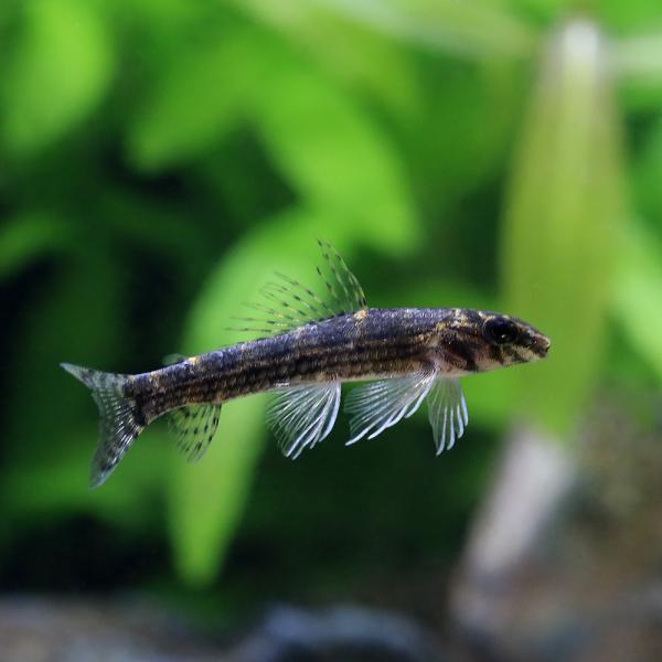 PF_SPQ　fish_database　熱帯魚・エビ他　カラシン（テトラ等）　南米産（小型種）　ダーター・底物系　ブラックゴビ―ダーターテトラ　１匹　Ｃｈａｒａｃｉｄａｅ　Ｃｈａｒａｃｉｄｉｕｍ　ｓｐ．　MS0104　20260331　Y...