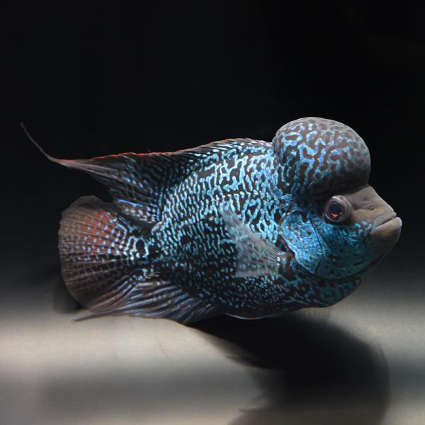 PF_SPQ　_aqua　sfset　熱帯魚・エビ他　シクリッド　種類で選ぶ　フラワーホーン・パロット　１匹　Ｃｉｃｈｌａｓｏｍａ　ｃｉｔｒｉｎｅｌｌｕｍ　ｔｒｉｍａｃｕｌａｔｕｍ　Ａｍｐｈｉｌｏｐｈｕｓ　ｃｉｔｒｉｎｅｌｌｕｓ　ｔｒｉｍａ...