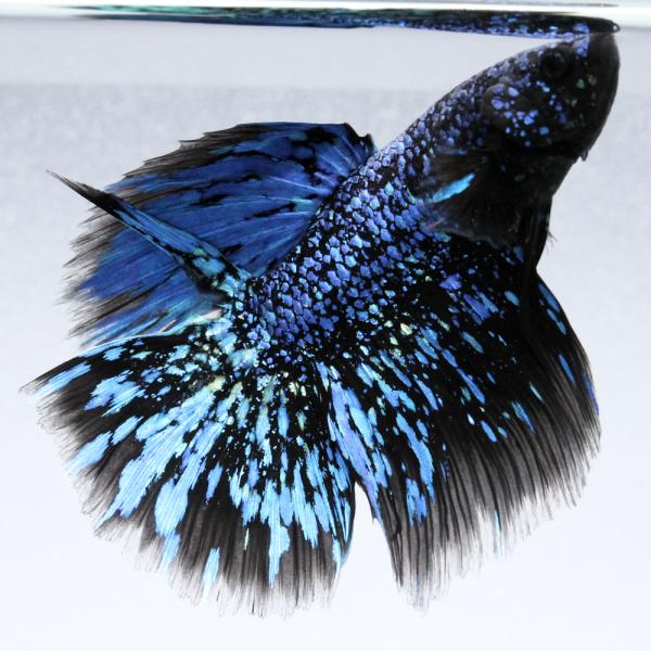 PF_SPQ　熱帯魚・エビ他　ベタ・グラミー・アナバス　改良ベタ　ハーフムーン　Ｂｅｔｔａ　ｓｐｌｅｎｄｅｎｓ　ｖａｒ．　ベタ　　kodawari1ten　20260304　ｙ26ｍ03　CSa　アバター　ネブラ