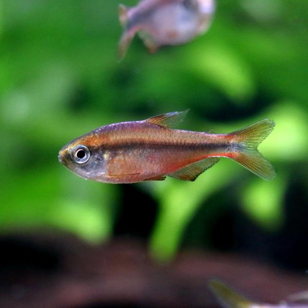 PF_SPQ　fish_database　_aqua　熱帯魚・エビ他　カラシン（テトラ等）　南米産（小型種）　ハイフェソブリコン（細身系）　その他小型種　スーパーレッドデビル・テトラ　ブリード　１匹　rare_chara　Hyphessob...