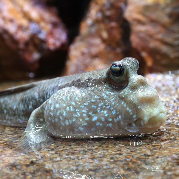 PF_SPQ　_aqua　熱帯魚・エビ他　その他の熱帯魚　ハゼ・ゴビーの仲間　kodawari1ten　ジャイアントマッドスキッパー　１匹　fish_database　ハゼの仲間　トビハゼ　20260331　YY　y26m04