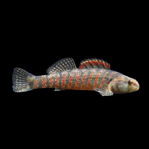 PF_SPQ　_aqua　熱帯魚・エビ他　その他の熱帯魚　その他の仲間　E. h. hopkinsi　E. h. binotatum　クリスマスイブダーター　ハヌカダーター　Christmas darter　Etheostoma hopki...