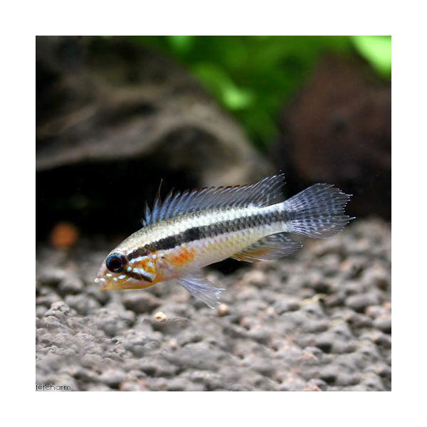 PF_SPQ　熱帯魚・エビ他　シクリッド　アピスト・ラミレジィ・他　アピストグラマエリザベサエ　リオネグロ　ワイルド　オス　雄　１匹　中南米産　Ａｐｉｓｔｏｇｒａｍｍａ　ｅｌｉｚａｂｅｔｈａｅ　dowarf_cichlid　cichlid_...