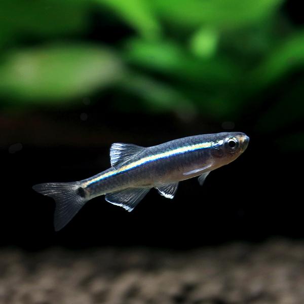 PF_SPQ　熱帯魚・エビ他　コイ　ラスボラ等　Ｔａｎｉｃｈｔｈｙｓ　ｓｐ．　Ｇｕａｎｇｘｉ　タニクティスｓｐ．グアンシー　アカヒレ　20260323　YY　y26m03