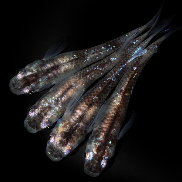 _aqua　nittan_medaka_youkihi　Ｏｒｙｚｉａｓ　ｌａｔｉｐｅｓ　ｖａｒ．　ビオトープにおすすめの生体　熱帯魚　エビ他　日本産メダカ　透明鱗メダカ　スケルトンメダカ　改良品種　三色メダカ　さんしょくめだか　fish_d...