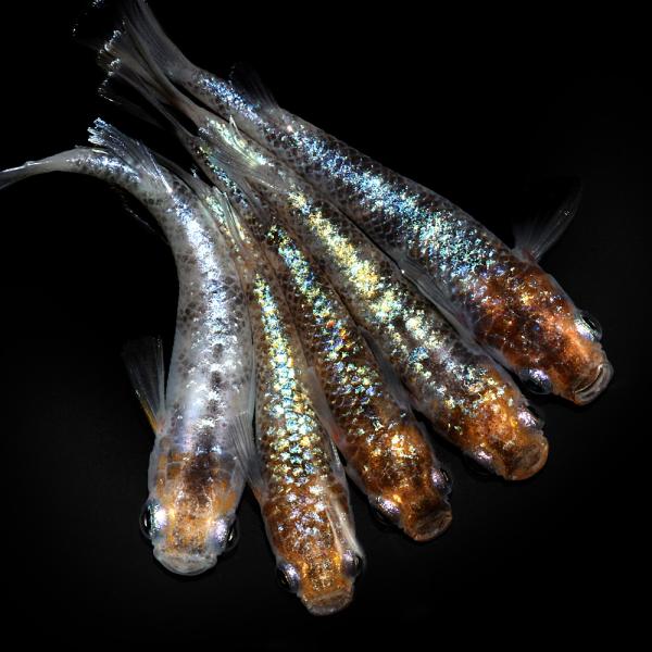 sfset　_aqua　nittan_medaka_youkihi　Ｏｒｙｚｉａｓ　ｌａｔｉｐｅｓ　ｖａｒ．　ビオトープにおすすめの生体　熱帯魚　エビ他　日本産メダカ　改良品種　20260313　KE　y26ｍ03　メダカ　メダカ生体　メダ...