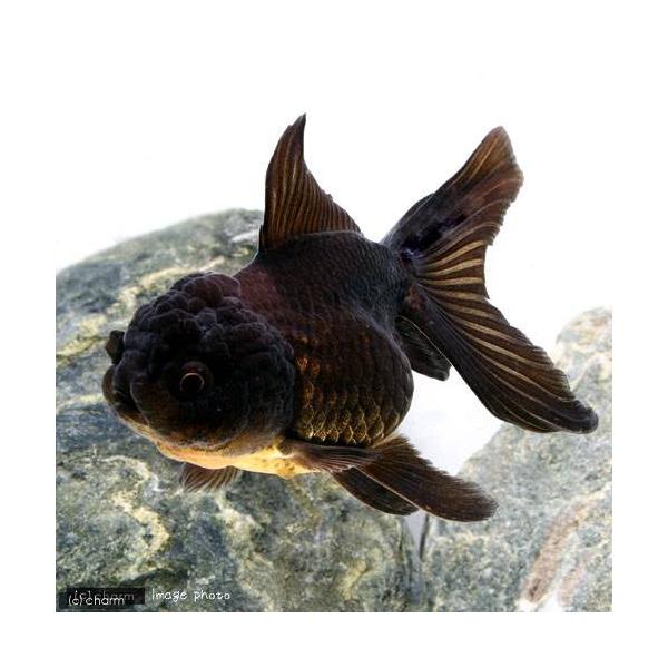 熱帯魚・エビ他　金魚　オランダ（生体）　変わりもの金魚　nittan_kingyo_holland　catalog_青文魚　羽衣オランダ獅子頭　オランダシシガシラ　中国　外国産　20260315　KE　y26m03