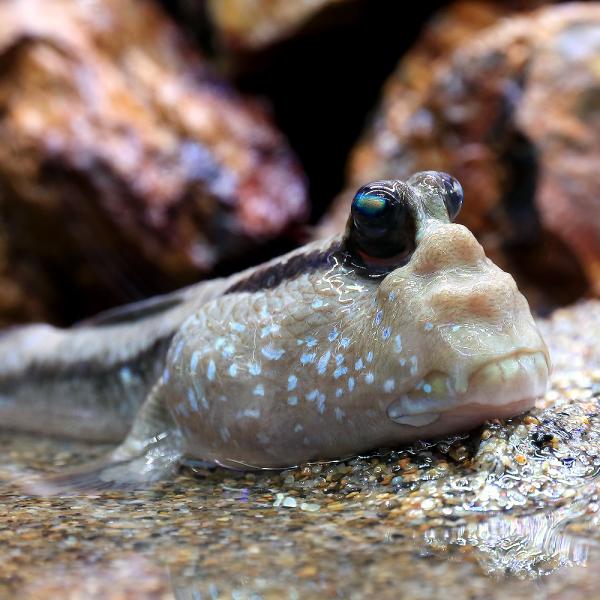 PF_SPQ　_aqua　熱帯魚・エビ他　その他の熱帯魚　ハゼ・ゴビーの仲間　kodawari1ten　一点物　ジャイアントマッドスキッパー　１匹　fish_database　ハゼの仲間　トビハゼ　MS0106　20260331　YY　y2...