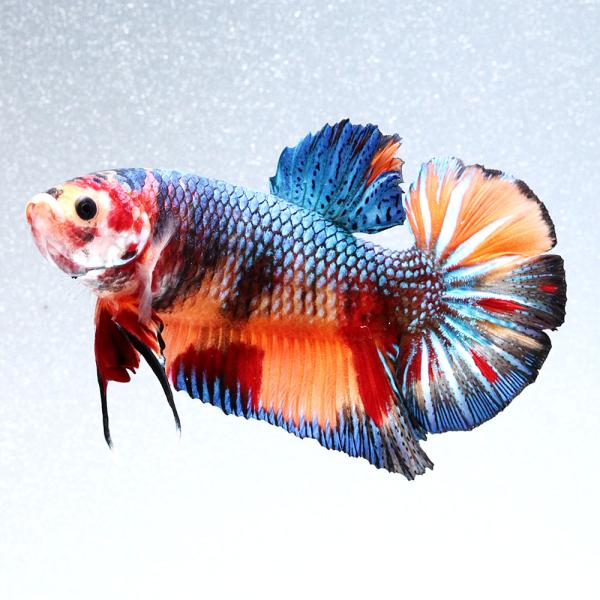 メーカー：(1)■25〜30 PF_SPQ　熱帯魚・エビ他　ベタ・グラミー・アナバス　改良ベタ　プラガット　Ｂｅｔｔａ　ｓｐｌｅｎｄｅｎｓ　ｖａｒ．　ベタ　kodawari1ten　20260307　YS　y26m03