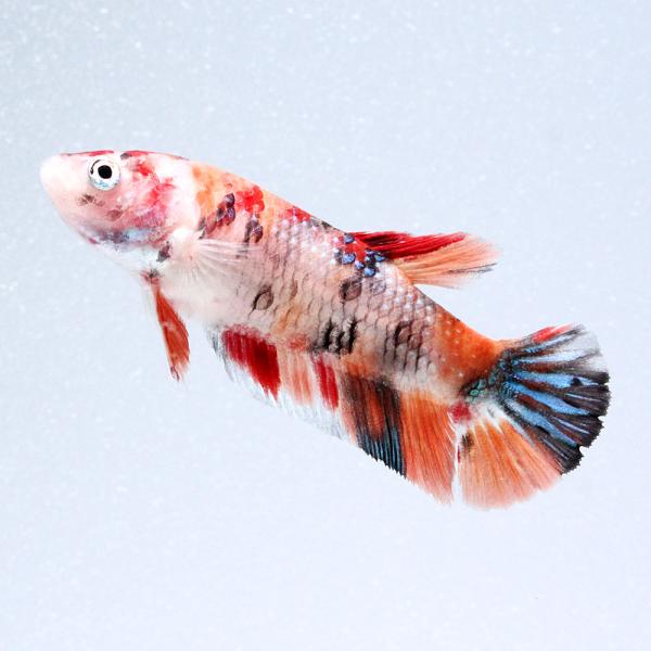 メーカー：?■25〜30 PF_SPQ　熱帯魚・エビ他　ベタ・グラミー・アナバス　改良ベタ　プラガット　Ｂｅｔｔａ　ｓｐｌｅｎｄｅｎｓ　ｖａｒ．　ベタ　kodawari1ten　20260307　YS　y26m03