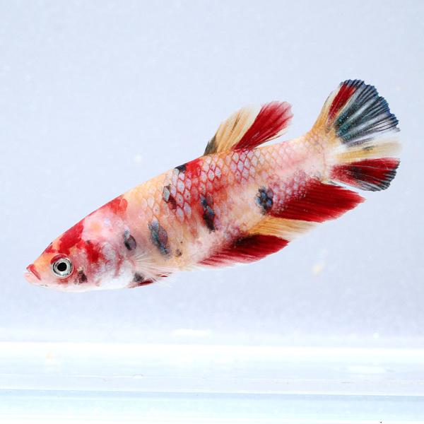 メーカー：?■25〜30 PF_SPQ　熱帯魚・エビ他　ベタ・グラミー・アナバス　改良ベタ　プラガット　Ｂｅｔｔａ　ｓｐｌｅｎｄｅｎｓ　ｖａｒ．　ベタ　kodawari1ten　20260307　YS　y26m03