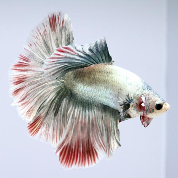 PF_SPQ　熱帯魚・エビ他　ベタ・グラミー・アナバス　改良ベタ　ハーフムーン　Ｂｅｔｔａ　ｓｐｌｅｎｄｅｎｓ　ｖａｒ．　ベタ　y26m03　kodawari1ten　20260310　CSa
