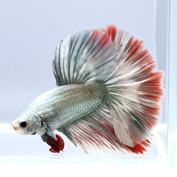 PF_SPQ　熱帯魚・エビ他　ベタ・グラミー・アナバス　改良ベタ　ハーフムーン　Ｂｅｔｔａ　ｓｐｌｅｎｄｅｎｓ　ｖａｒ．　ベタ　y26m03　kodawari1ten　20260310　CSa