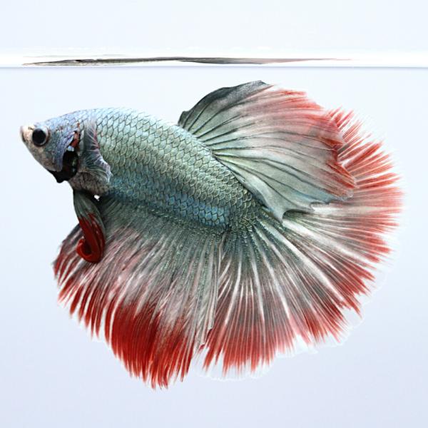PF_SPQ　熱帯魚・エビ他　ベタ・グラミー・アナバス　改良ベタ　ハーフムーン　Ｂｅｔｔａ　ｓｐｌｅｎｄｅｎｓ　ｖａｒ．　ベタ　y26m03　kodawari1ten　20260310　CSa　backeventtrfish