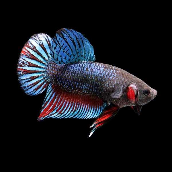PF_SPQ　_aqua　sfset　fish_database　熱帯魚・エビ他　ベタ・グラミー・アナバス　ワイルドベタ　ベタスプレンデンス　ベタ・グラミー　bagan　ベタ　Ｂｅｔｔａ　ｓｐｌｅｎｄｅｎｓ　beta_seitai　2026...