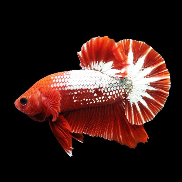 PF_SPQ　熱帯魚・エビ他　ベタ・グラミー・アナバス　改良ベタ　プラガット　Ｂｅｔｔａ　ｓｐｌｅｎｄｅｎｓ　ｖａｒ．　ベタ　kodawari1ten　20260323　YS　y26m03