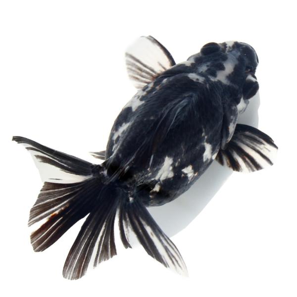 _aqua　sfset　熱帯魚・エビ他　金魚　変わりもの金魚　特選金魚　一点物　１点物　kodawari1ten　20260324　YK　y26ｍ04　seitaigensen1ten　ダルマ琉金　だるま　琉金　中国　外国産