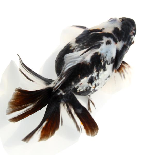 メーカー：?■0〜25 _aqua　sfset　熱帯魚・エビ他　金魚　変わりもの金魚　特選金魚　一点物　１点物　kodawari1ten　20260324　YK　y26ｍ04　seitaigensen1ten　ダルマ琉金　だるま　琉金　中国...