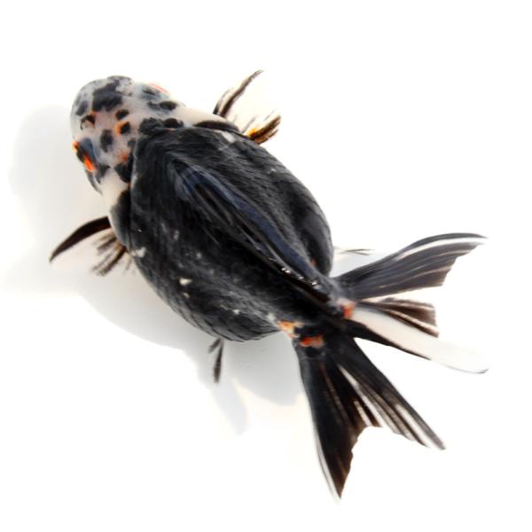 メーカー：?■0〜25 _aqua　sfset　熱帯魚・エビ他　金魚　変わりもの金魚　特選金魚　一点物　１点物　kodawari1ten　20260324　YK　y26ｍ04　seitaigensen1ten　ダルマ琉金　だるま　琉金　中国...