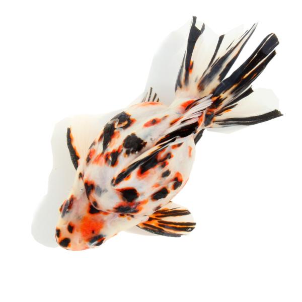 メーカー：?■0〜25 _aqua　sfset　熱帯魚・エビ他　金魚　変わりもの金魚　特選金魚　一点物　１点物　kodawari1ten　20260403　YK　y26ｍ05　seitaigensen1ten　ダルマ琉金　だるま　琉金　中国