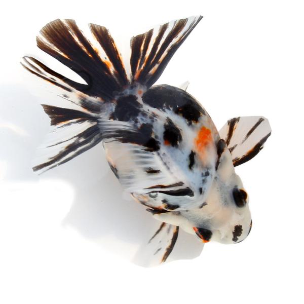 メーカー：?■0〜25 _aqua　sfset　熱帯魚・エビ他　金魚　変わりもの金魚　特選金魚　一点物　１点物　kodawari1ten　20260403　YK　y26ｍ05　seitaigensen1ten　ダルマ琉金　だるま　琉金　中国