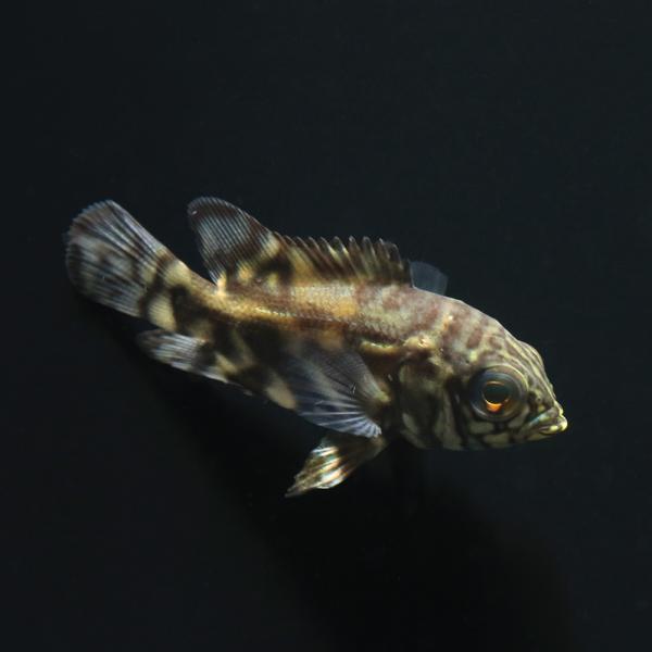PF_SPQ　熱帯魚・エビ他　シクリッド　種類で選ぶ　オスカー　サン・フランシスコ　Ｓサイズ　ワイルド　１匹　アメリカンシクリッド　中南米産　Ａｓｔｒｏｎｏｔｕｓ　ｏｃｅｌｌａｔｕｓ　“Ｓａｏ　Ｆｒａｎｃｉｓｃｏ　Ｒｉｖｅｒ”　アストロノー...