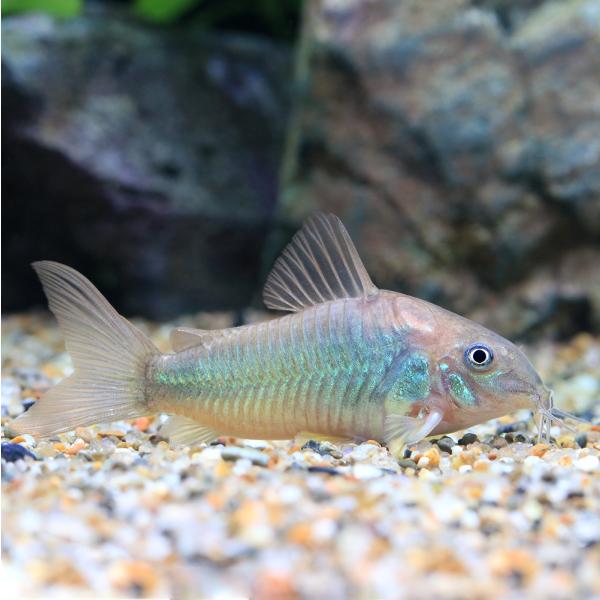PF_SPQ　fish_database　熱帯魚・エビ他　コリドラス　ショートノーズ　コリドラスアエネウス　ユリマグアス　パラナプア　パラナプラ　ペルー　ワイルド　Ｏｓｔｅｏｇａｓｔｅｒ　ａｅｎｅａ　Ｃｏｒｙｄｏｒａｓ　ａｅｎｅｕｓ　ｓｃｈ...