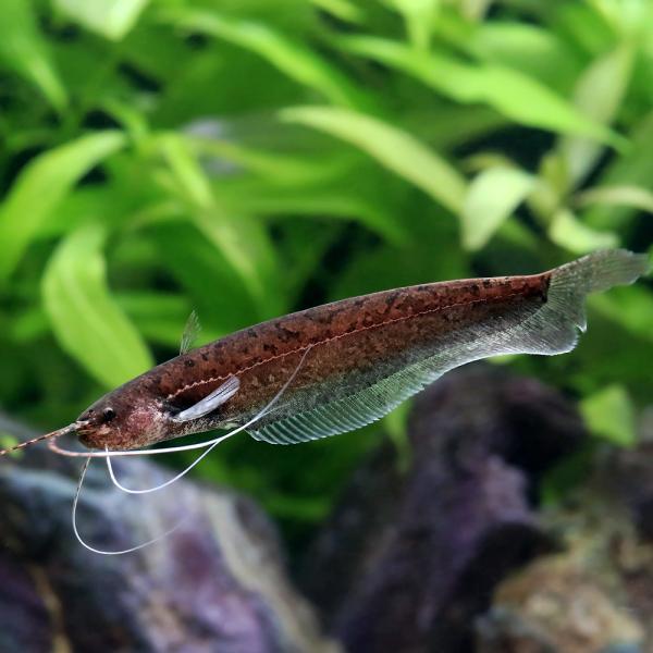 PF_SPQ　熱帯魚・エビ他　ナマズの仲間　１匹　fish_database　その他の熱帯魚　Ｓｉｌｕｒｉｃｈｔｈｙｓ　ｈａｓｓｅｌｔｉｉ　Ｈａｓｓｅｌｔ’ｓ Ｌｅａｆ Ｃａｔｆｉｓｈ　ボルネオナイフキャット　マレーシアナイフキャット　シル...