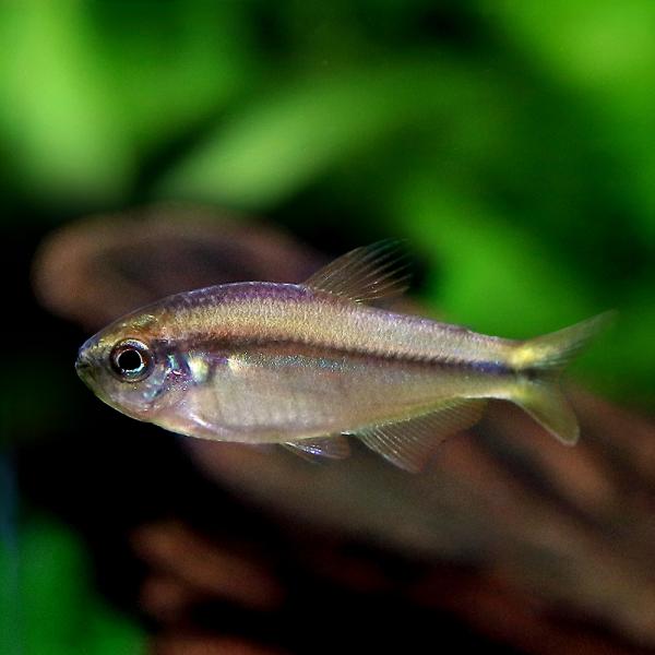 PF_SPQ　_aqua　fish_database　熱帯魚・エビ他　カラシン　テトラ等　南米産　小型種　ハイフェソブリコン　細身系　その他小型種　スーパーイエローデビル・テトラ　ブリード　１匹　Ｈｙｐｈｅｓｓｏｂｒｙｃｏｎ　ｎｏｔｉｄａｎ...