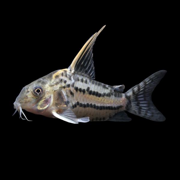 PF_SPQ　_aqua　sfset　熱帯魚・エビ他　コリドラス　ショートノーズ　コリドラススーパーシュワルツィ　ワイルド　１匹　ＣＷ０２８　Ｈｏｐｌｉｓｏｍａ　Ｃｏｒｙｄｏｒａｓ　ｓｐ．　ｓｃｈｗａｒｔｚｉ　Ｓｕｐｅｒ　Ｌａｂｒｅａ　ko...