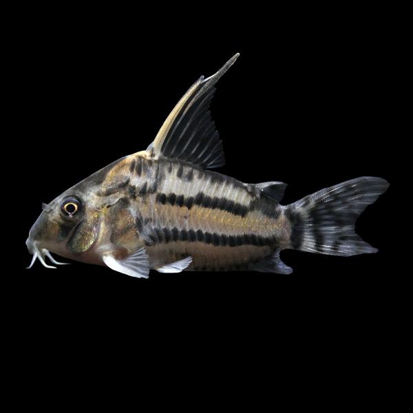 PF_SPQ　_aqua　sfset　熱帯魚・エビ他　コリドラス　ショートノーズ　コリドラススーパーシュワルツィ　ワイルド　１匹　ＣＷ０２８　Ｈｏｐｌｉｓｏｍａ　Ｃｏｒｙｄｏｒａｓ　ｓｐ．　ｓｃｈｗａｒｔｚｉ　Ｓｕｐｅｒ　Ｌａｂｒｅａ　ko...