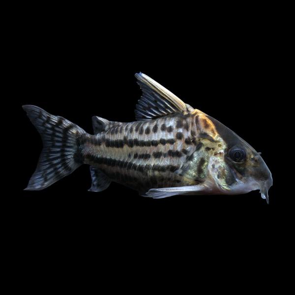 PF_SPQ　_aqua　sfset　熱帯魚・エビ他　コリドラス　ショートノーズ　コリドラススーパーシュワルツィ　ワイルド　１匹　ＣＷ０２８　Ｈｏｐｌｉｓｏｍａ　Ｃｏｒｙｄｏｒａｓ　ｓｐ．　ｓｃｈｗａｒｔｚｉ　Ｓｕｐｅｒ　Ｌａｂｒｅａ　ko...