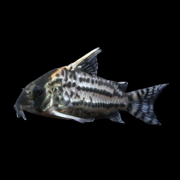 PF_SPQ　_aqua　sfset　熱帯魚・エビ他　コリドラス　ショートノーズ　コリドラススーパーシュワルツィ　ワイルド　１匹　ＣＷ０２８　Ｈｏｐｌｉｓｏｍａ　Ｃｏｒｙｄｏｒａｓ　ｓｐ．　ｓｃｈｗａｒｔｚｉ　Ｓｕｐｅｒ　Ｌａｂｒｅａ　ko...