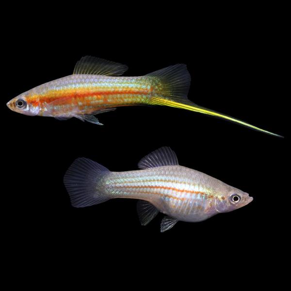 PF_SPQ　熱帯魚・エビ他　プラティ・卵胎生メダカ　ソードテール・モーリー　キシフォフォルス　ヘレリー　ＹＵＣＡＴＡＮ　ユカタン　ブリード　１ペア　fish_database　メダカの仲間　Ｘｉｐｈｏｐｈｏｒｕｓ　ｈｅｌｌｅｒｉ　　202...