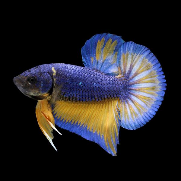 PF_SPQ　熱帯魚・エビ他　ベタ・グラミー・アナバス　改良ベタ　プラガット　Ｂｅｔｔａ　ｓｐｌｅｎｄｅｎｓ　ｖａｒ．　ベタ　kodawari1ten　20260330　YS　y26m03