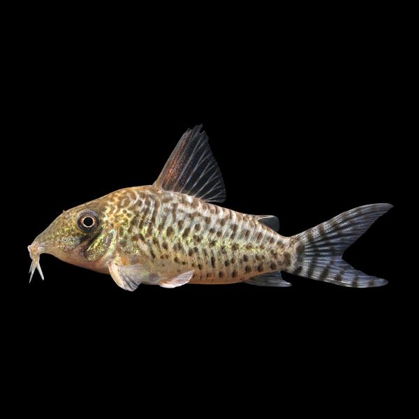 PF_SPQ　熱帯魚・エビ他　コリドラス　セミロングノーズ　ロンドニア　ワイルド　１匹　Ｂｒｏｃｈｉｓ　Ｃｏｒｙｄｏｒａｓ　ｓｐ．　Ｃ１１７　KINCHAN　Ｒｏｎｄｏｎｉａ　キンチャン　きんちゃん　20260330　YS　y26m03