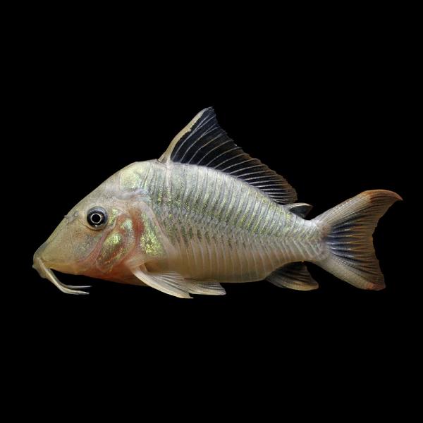 PF_SPQ　sfset　fish_database　熱帯魚・エビ他　コリドラス　その他　ジャイアントブロキス　ブロキスブリスキー　ワイルド　Ｃｏｒｙｄｏｒａｓ　Ｂｒｏｃｈｉｓ　ｂｒｉｔｓｋｉｉ　１匹　20260409　YS　y26m04