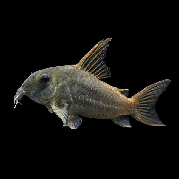 _aqua　熱帯魚・エビ他　コリドラス　ショートノーズ　コリドラス・コンコロール　ワイルド　１匹　fish_database　Ｈｏｐｌｉｓｏｍａ　Ｃｏｒｙｄｏｒａｓ　ｃｏｎｃｏｌｏｒ　コンコロール　淡水生体　nenmat　corydoras...