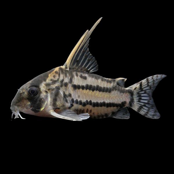 PF_SPQ　_aqua　sfset　熱帯魚・エビ他　コリドラス　ショートノーズ　コリドラススーパーシュワルツィ　ワイルド　１匹　ＣＷ０２８　Ｈｏｐｌｉｓｏｍａ　Ｃｏｒｙｄｏｒａｓ　ｓｐ．　ｓｃｈｗａｒｔｚｉ　Ｓｕｐｅｒ　Ｌａｂｒｅａ　ko...