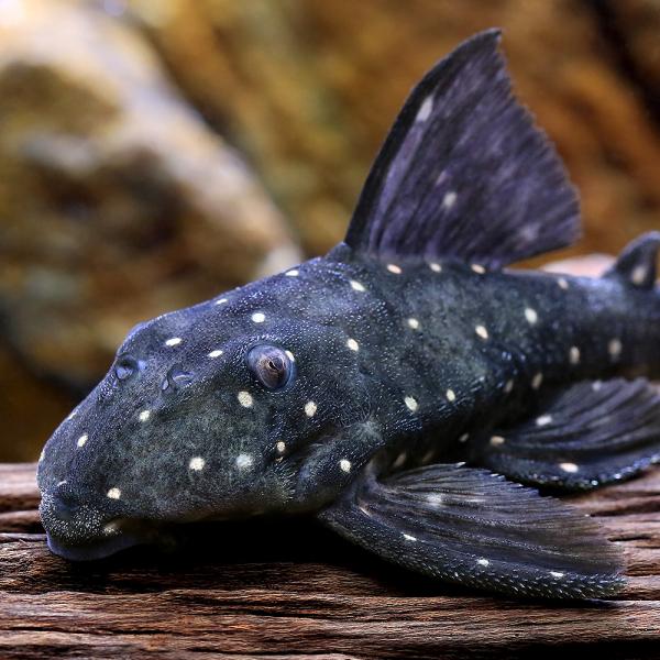 PF_SPQ　_aqua　熱帯魚・エビ他　プレコタイガーペコルティア系　マスタードファントムプレコ　１匹　fish_database　ぺコルティア系　ＬＤＡ０３１　Ｐａｎａｑｏｌｕｓ　ａｌｂｏｍａｃｕｌａｔｕｓ　ギャラクシーペコルティア　2...