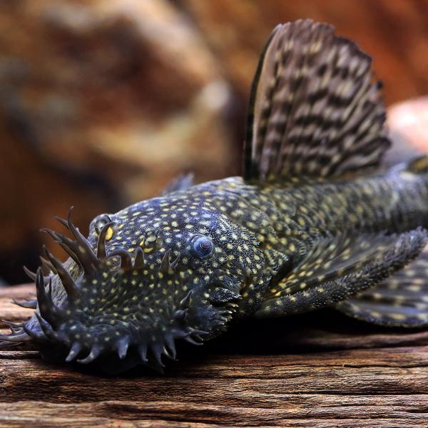 PF_SPQ　熱帯魚・エビ他　プレコ　種類で選ぶ　ブッシー・ブロンズ系　ホワイトエッジパールスポットブッシープレコ　１匹　fish_database　ビギナーにオススメ　Ａｎｃｉｓｔｒｕｓ　ｃｆ．　ｃｉｒｒｈｏｓｕｓ　ｓｐ．　ミニブッシープ...
