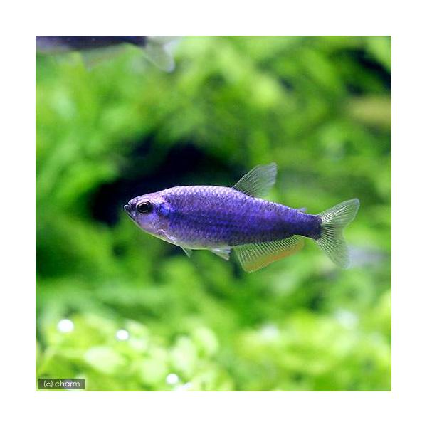 PF_SPQ　_aqua　熱帯魚・エビ他　カラシン　テトラ等　南米産　小型種　ネマトブリコン　エンペラー系　スーパーブルー・インパイクティス・ケリー　１匹　fish_database　ディープブルー　Ｉｎｐａｉｃｈｔｈｙｓｋｅｒｒｉ　MS0...
