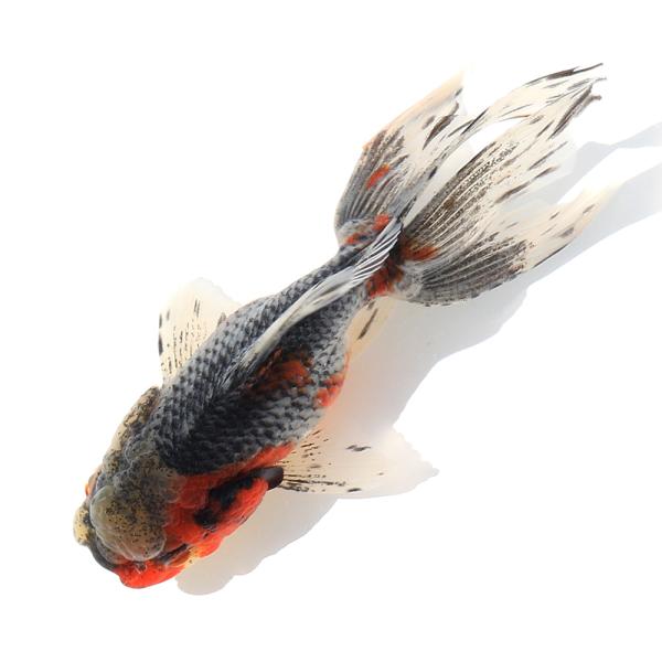 _aqua　sfset　熱帯魚・エビ他　金魚　変わりもの金魚　特選金魚　一点物　１点物　オランダシシガシラ　　オランダ型　　kodawari1ten　20260818　ＹK　y26ｍ08　seitaigensen1ten　　薩摩産　東錦　キ...