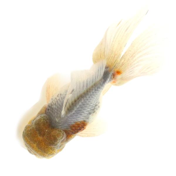 _aqua　sfset　熱帯魚・エビ他　金魚　変わりもの金魚　特選金魚　一点物　１点物　オランダシシガシラ　　オランダ型　　kodawari1ten　20260404　ＹK　y26ｍ05　seitaigensen1ten　　薩摩産　東錦　キ...
