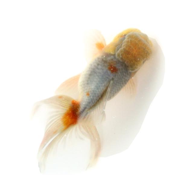 _aqua　sfset　熱帯魚・エビ他　金魚　変わりもの金魚　特選金魚　一点物　１点物　オランダシシガシラ　　オランダ型　　kodawari1ten　20260404　ＹK　y26ｍ05　seitaigensen1ten　　薩摩産　東錦　キ...